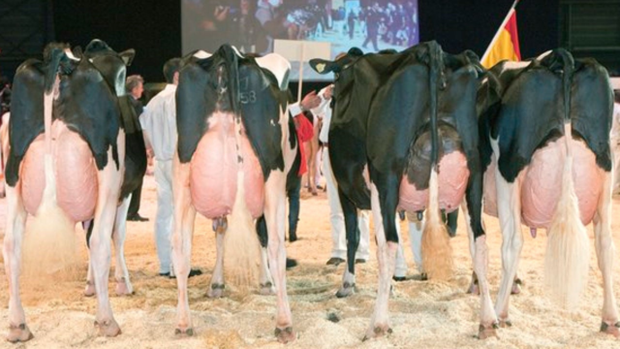 La selección española de vacas ganadora del Campeonato Europeo | Onda ...