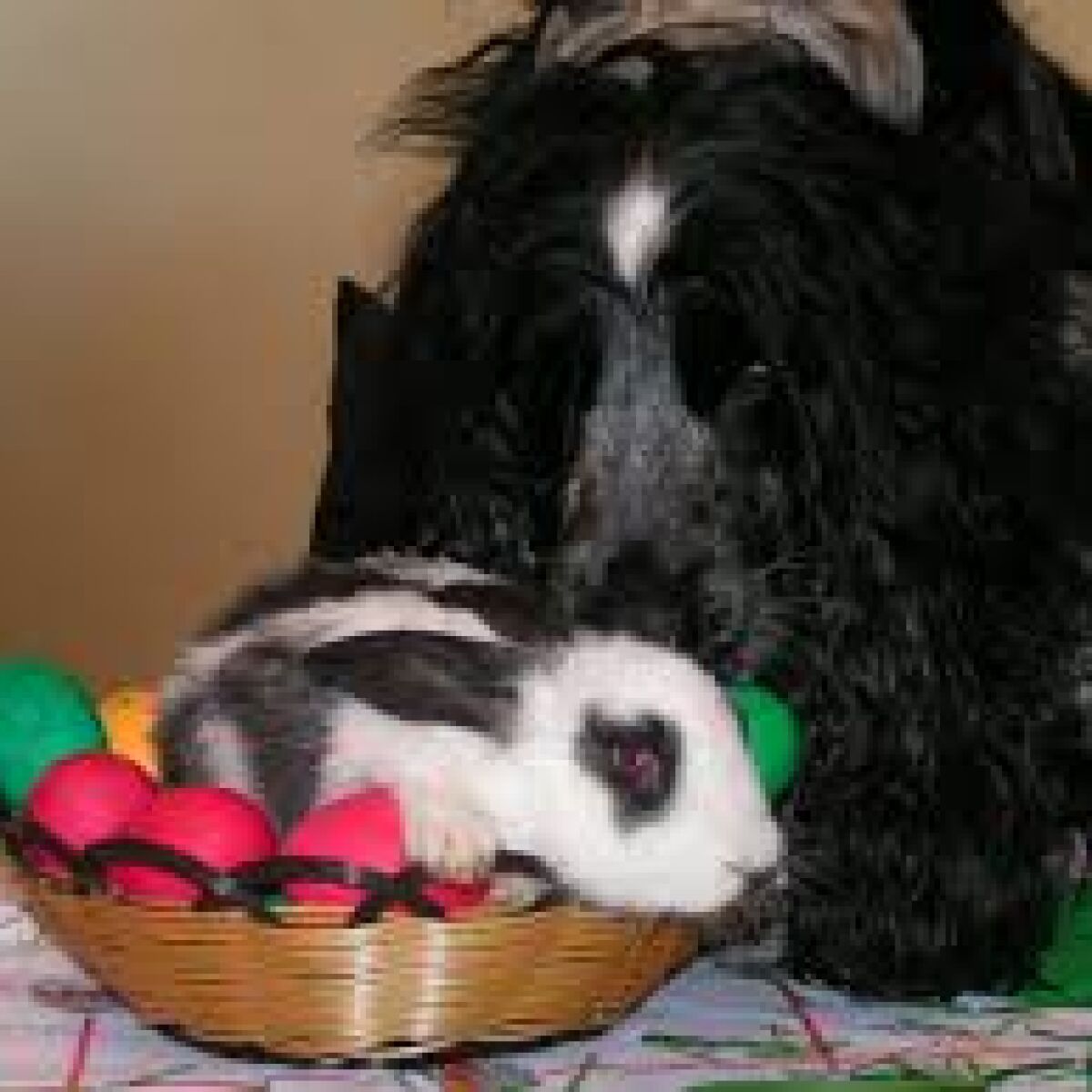 La Caca De Conejo Es Buena Para Los Perros