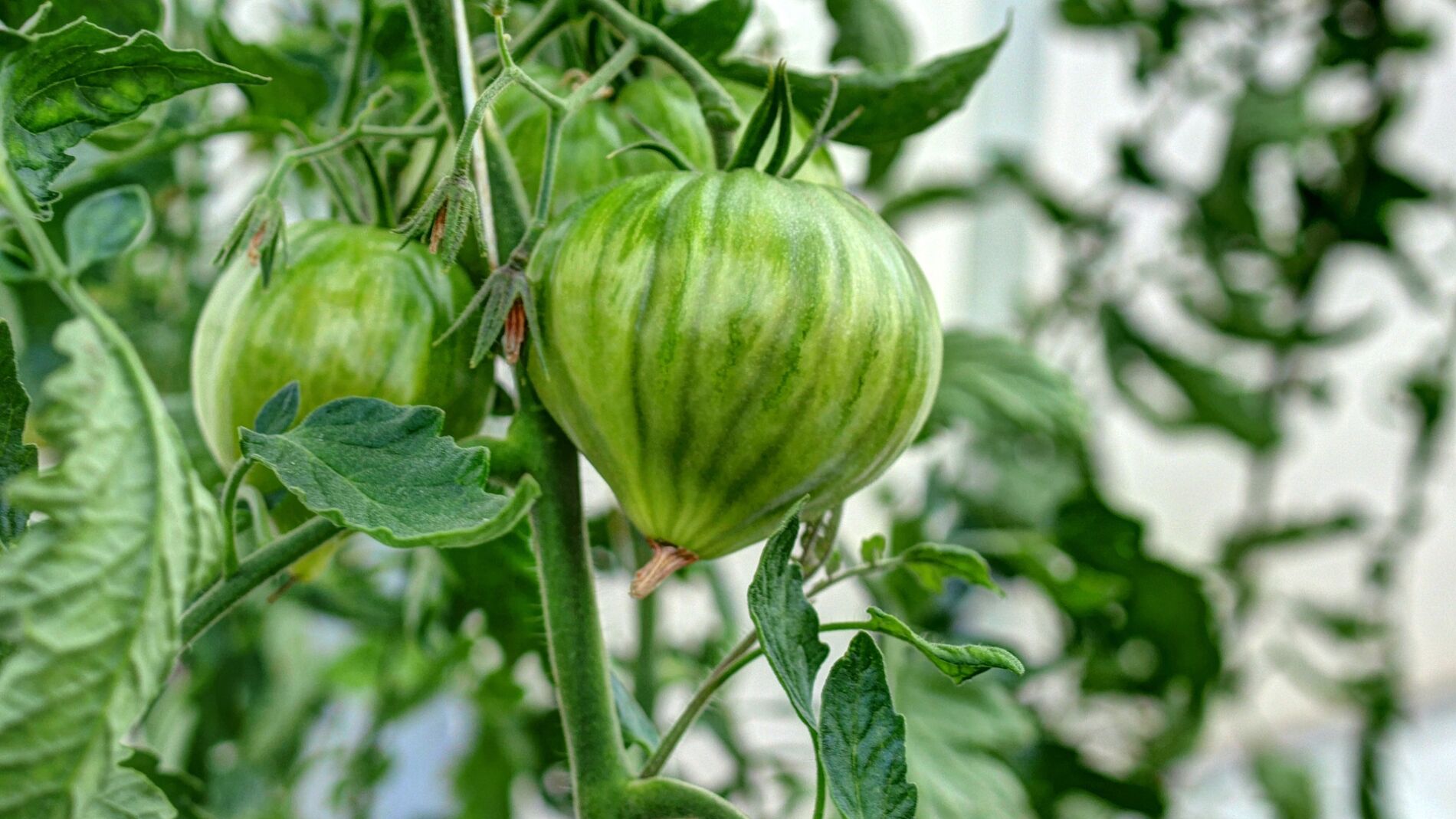 La campaña del tomate prevé más de 100.000 desplazamientos en Extremadura a partir de la última ...