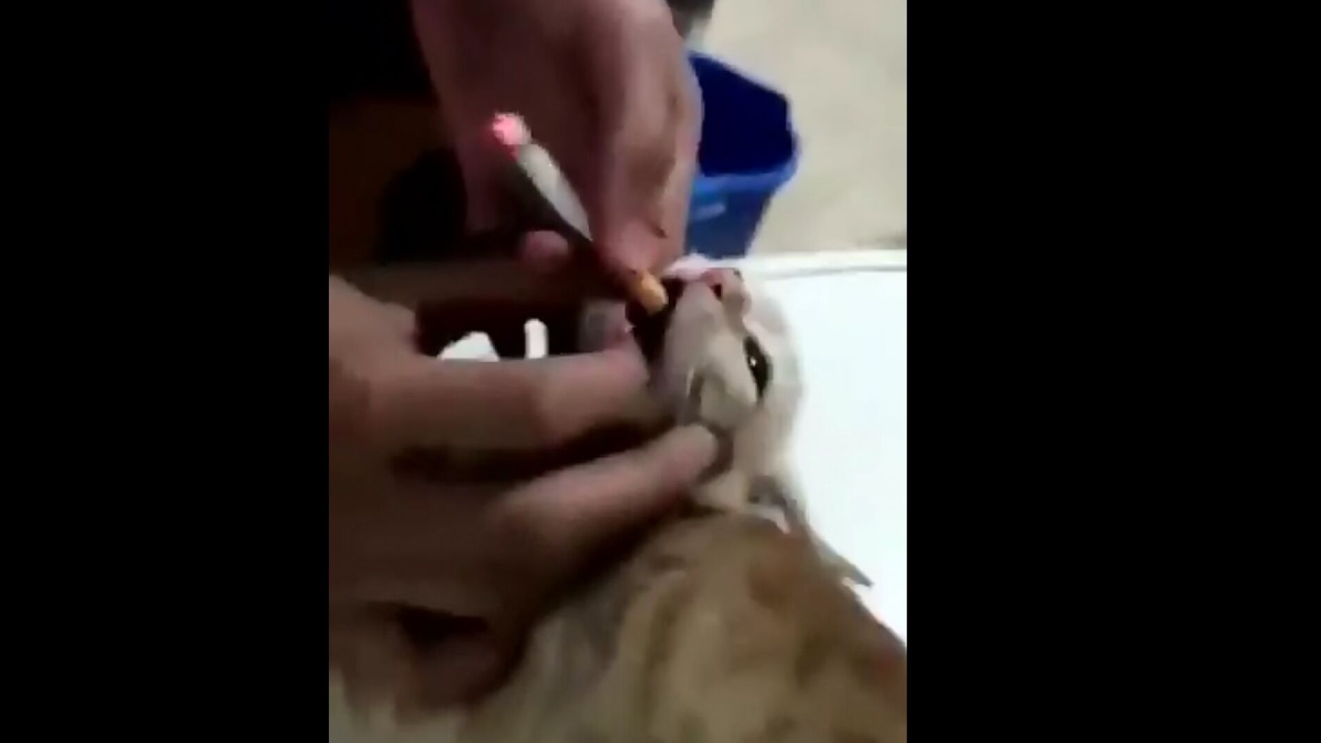 Unos jóvenes obligan a una cría de gato a fumar metiéndole un cigarro ...