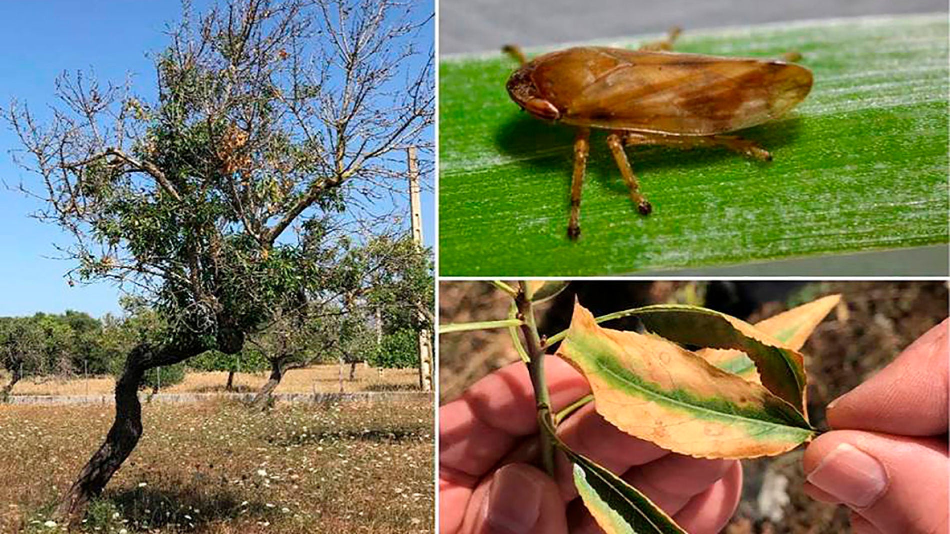 La Junta trabaja en erradicar una subespecie de la Xylella fastidiosa ...