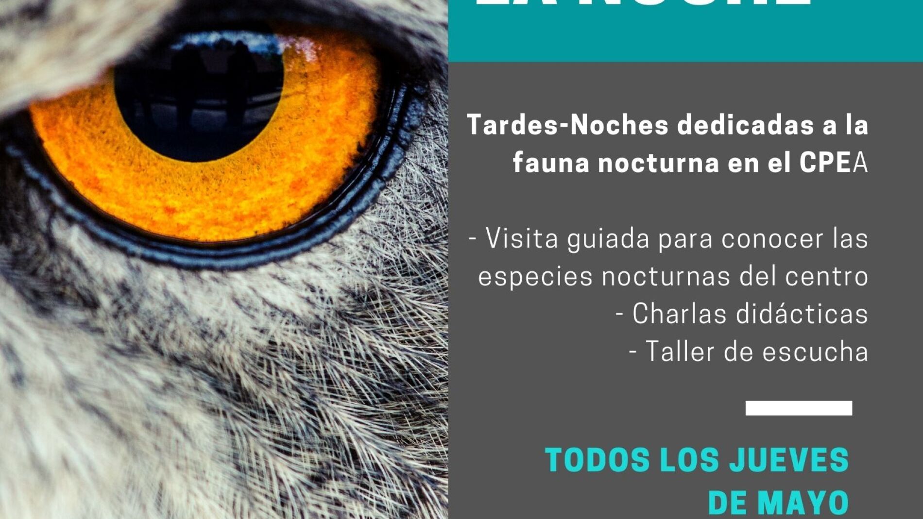 Talleres y visitas guiadas para analizar los sonidos animales nocturnos ...