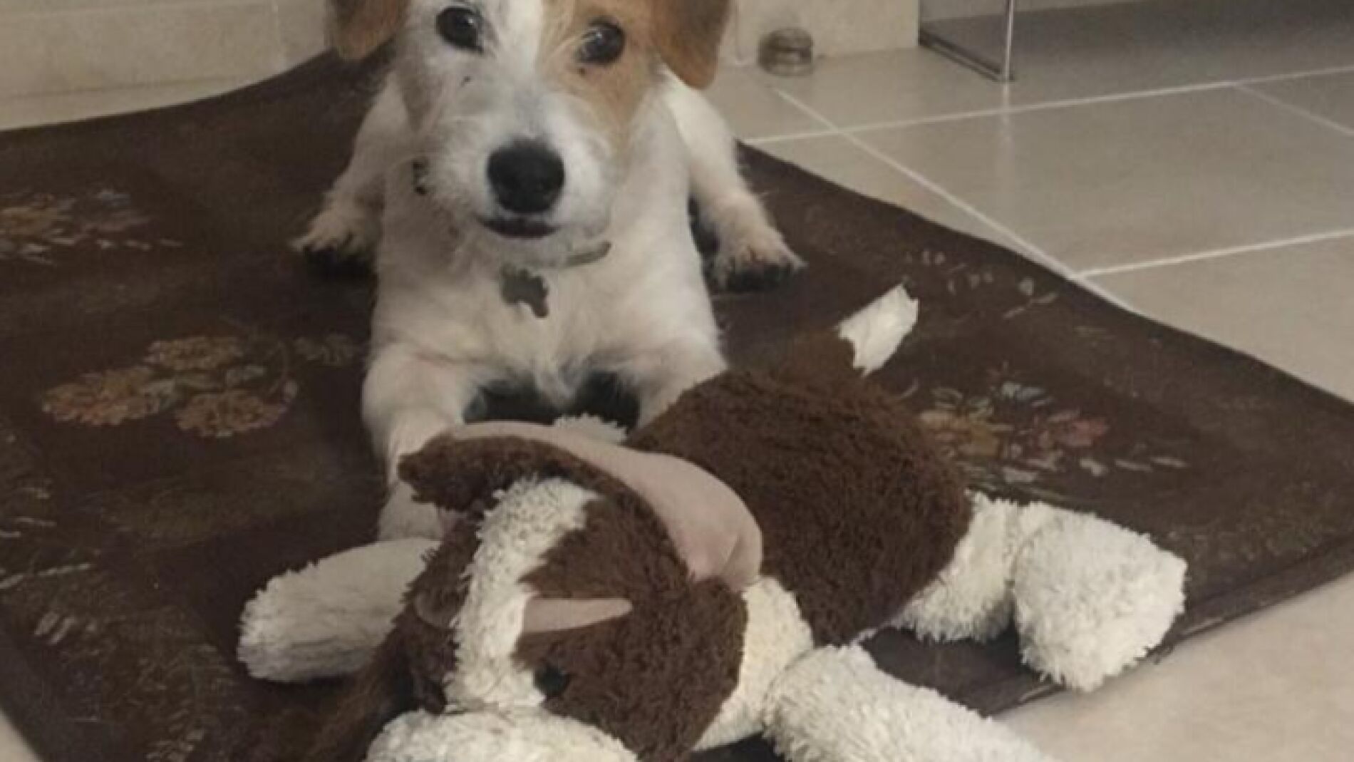 Los Perros Ayudan Con La Ansiedad Social