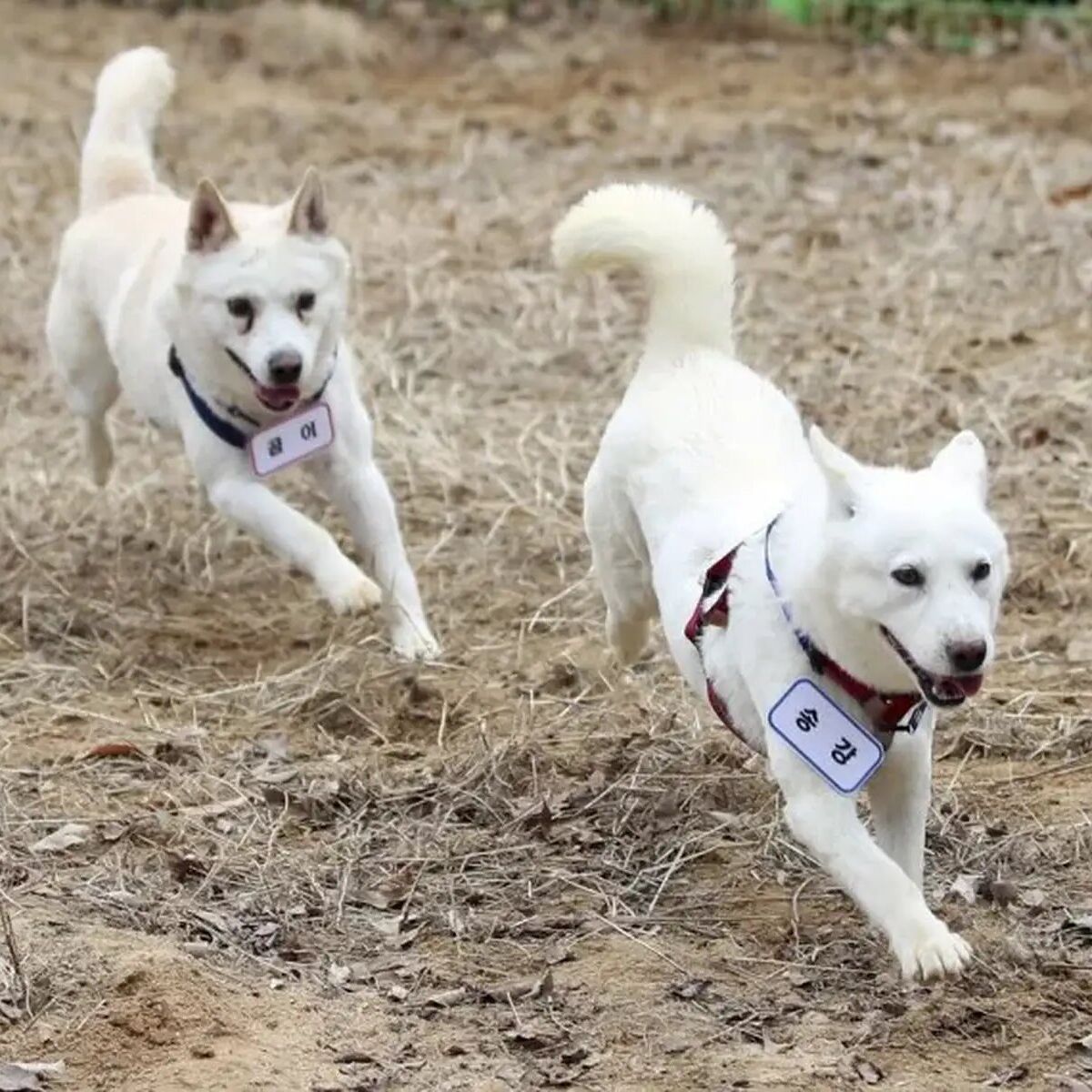 Cual Es La Historia Del Perro Jindo