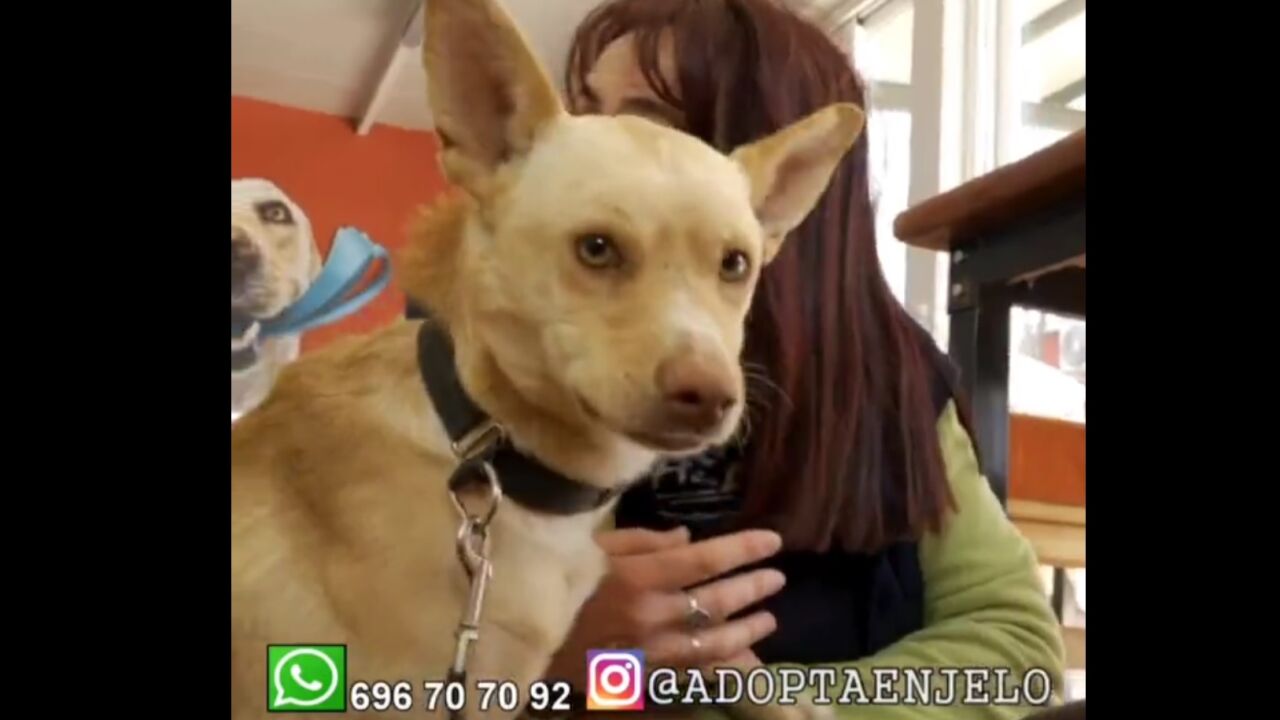 Adopta en JELO: La historia del rescate de Héctor y cómo se cruzó con ...