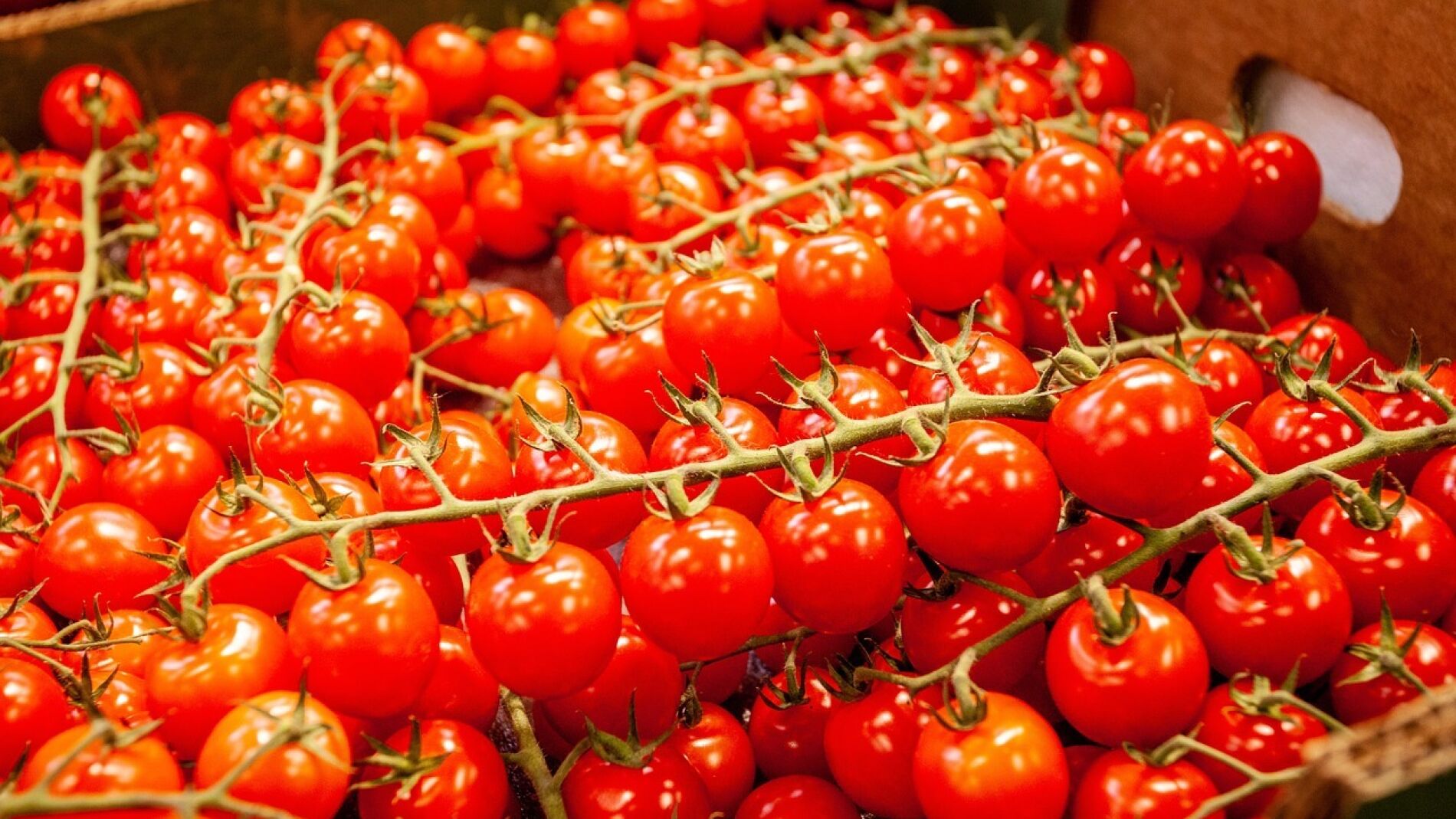 Alerta por un brote de salmonella vinculado a los tomates cherry: 92 ...