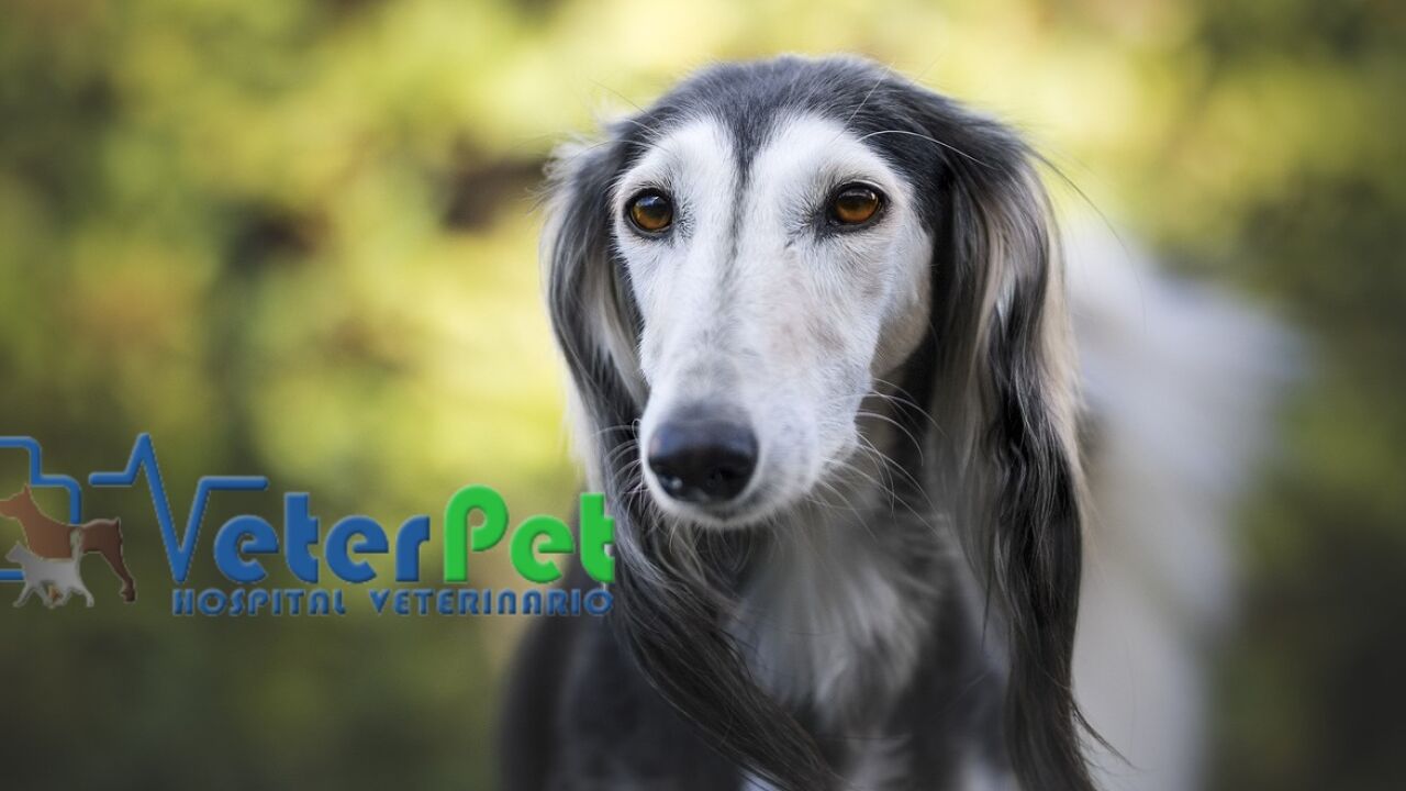 El adiestrador canino Ángel Osuna alerta de los motivos por los que no ...