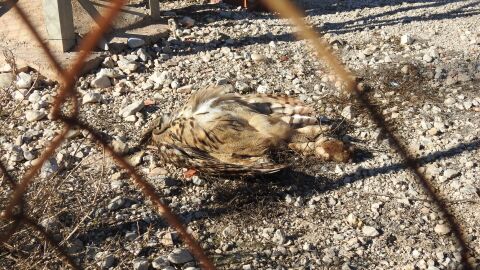 La Sociedad Ilicitana de Ornitología denuncia la muerte de un búho real ...