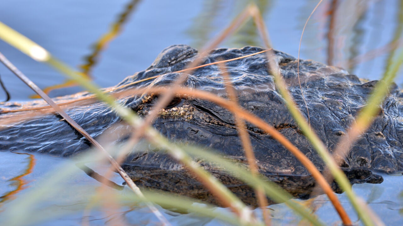 'Alligator Alcatraz', la nueva cárcel para inmigrantes de Trump que ...