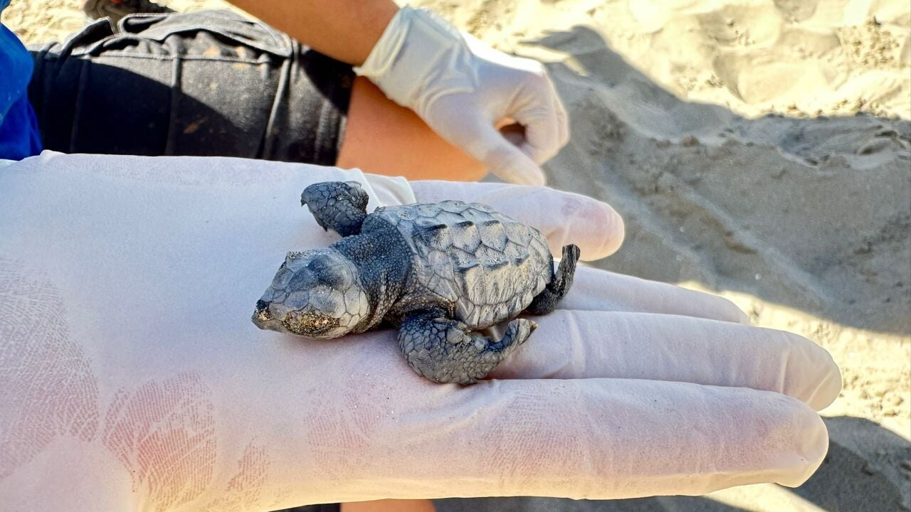 Una tortuga marina desova en la playa del Carregador de Alcossebre | Onda Cero Radio