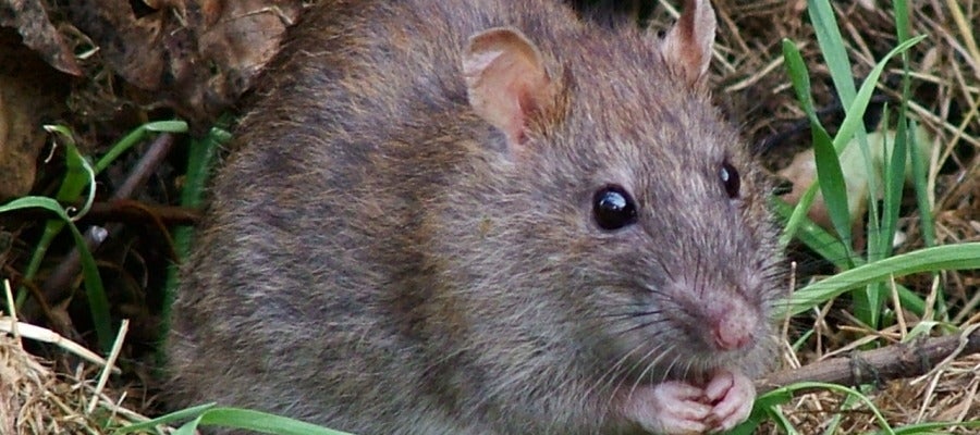 Descubren que las ratas comunes se ayudan de forma recíproca como los ...