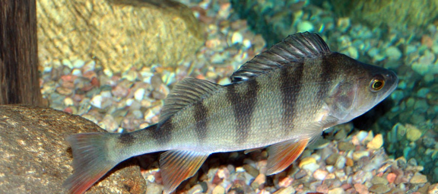 La alimentación de los alevines | ONDACERO RADIO