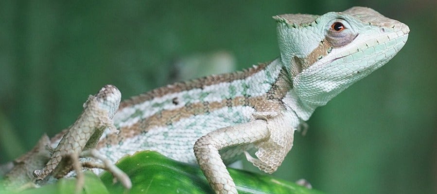 Basilisco, el lagarto que anda sobre el agua | ONDACERO RADIO