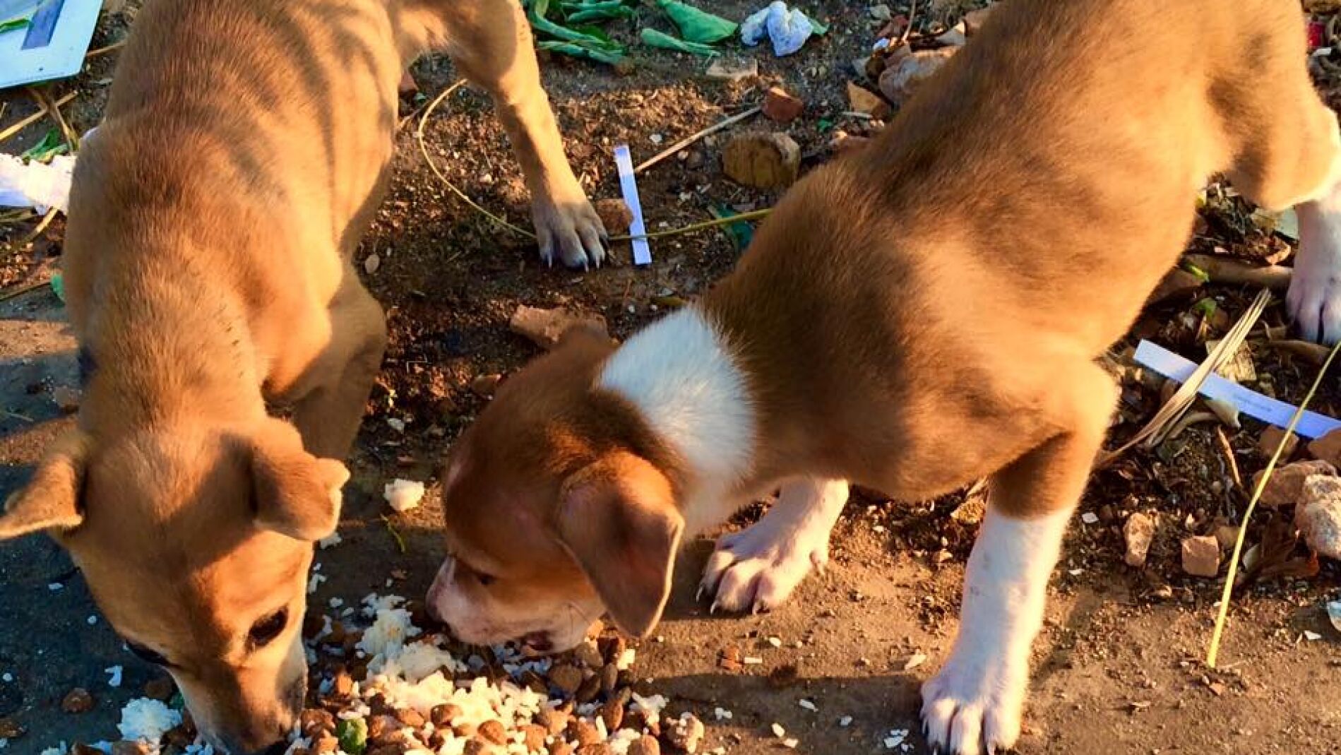 Un chef alimenta a los perros callejeros de Tailandia | Onda Cero Radio