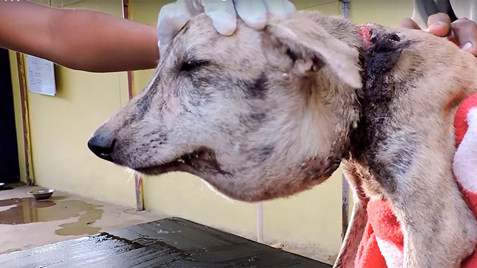 Rescatan a una perra moribunda debido a los cortes que le hizo un ...