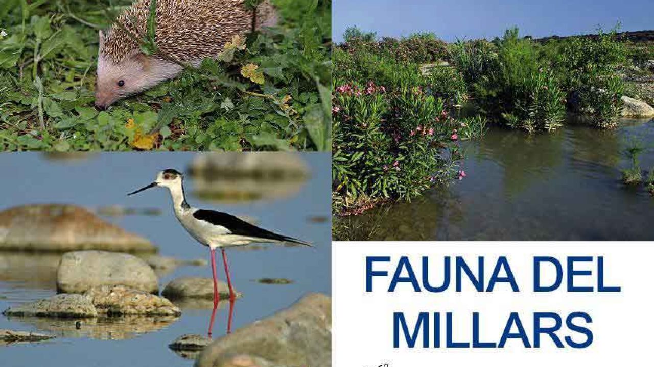 EDC Natura-Fundación Omacha organiza el II Concurso de Murales sobre la ...