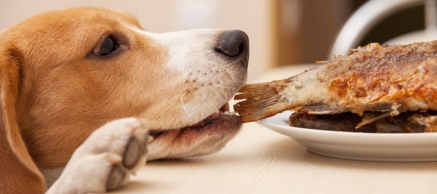 Un restaurante de Madrid ofrece un 'menú' para perros | ONDACERO RADIO