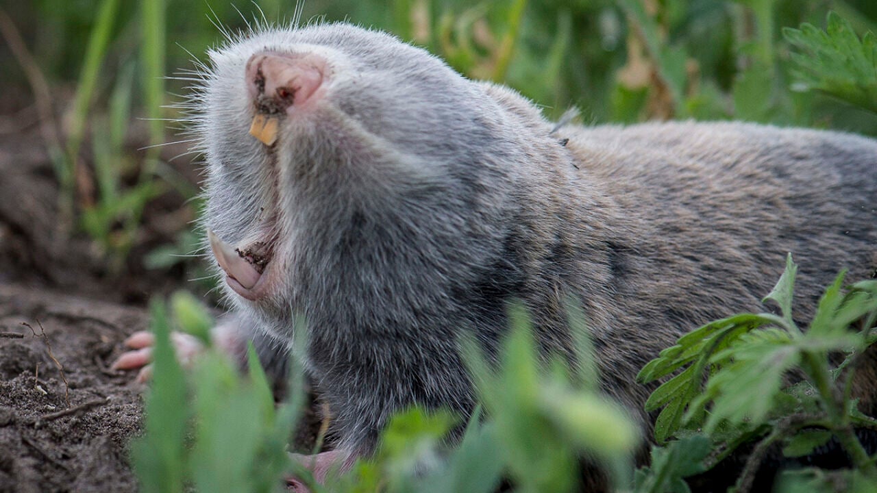 La rata topo podría tener la clave contra la infertilidad femenina ...