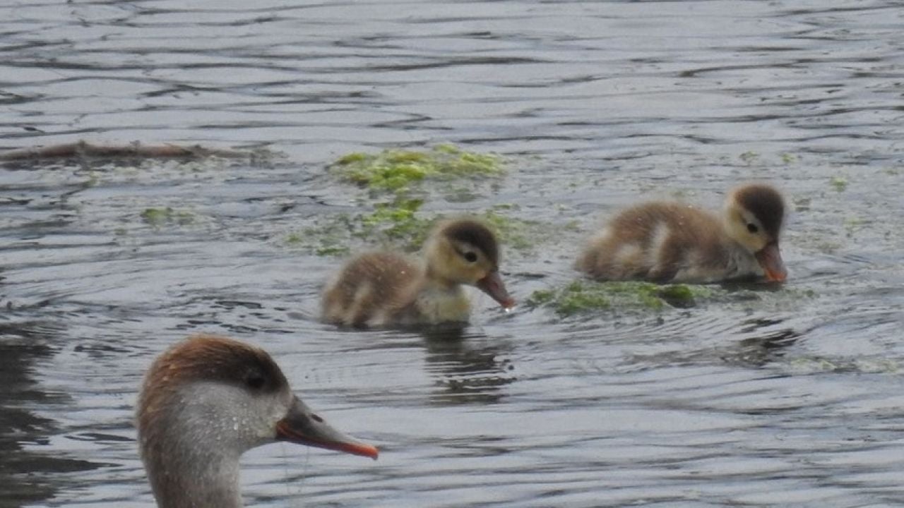 El Clot de Galvant va a celebrar el Día de las Aves Migratorias con un ...