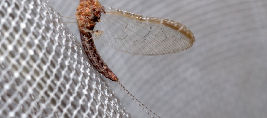 La Brújula de la ciencia: ¿Cómo eran los primeros insectos? | Onda Cero ...