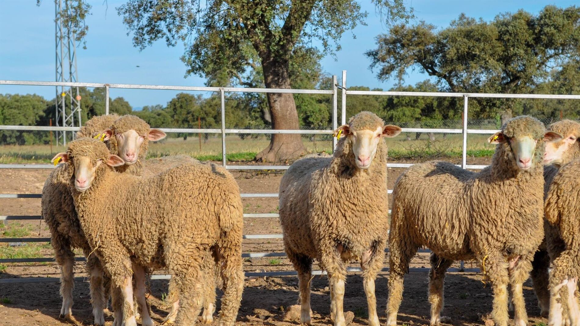 La Diputación de Badajoz llevará 53 cabezas de ovino merino selecto a ...