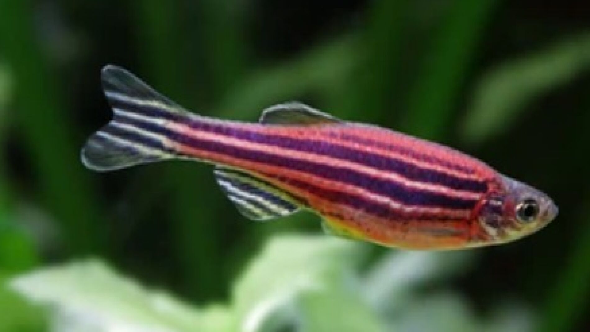 Las ventajas del estudio del pez cebra para la investigación sobre la ...