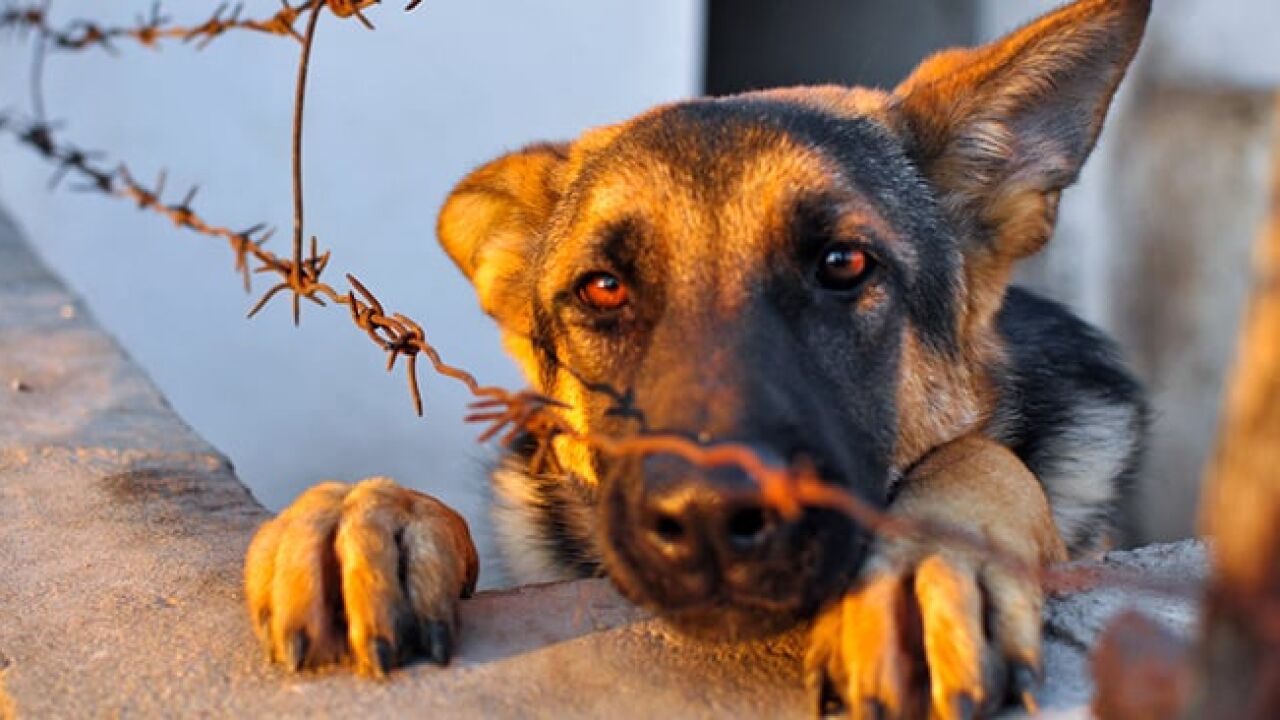 Espacio dedicado a nuestra mascota, hoy el maltrato animal con Angel ...