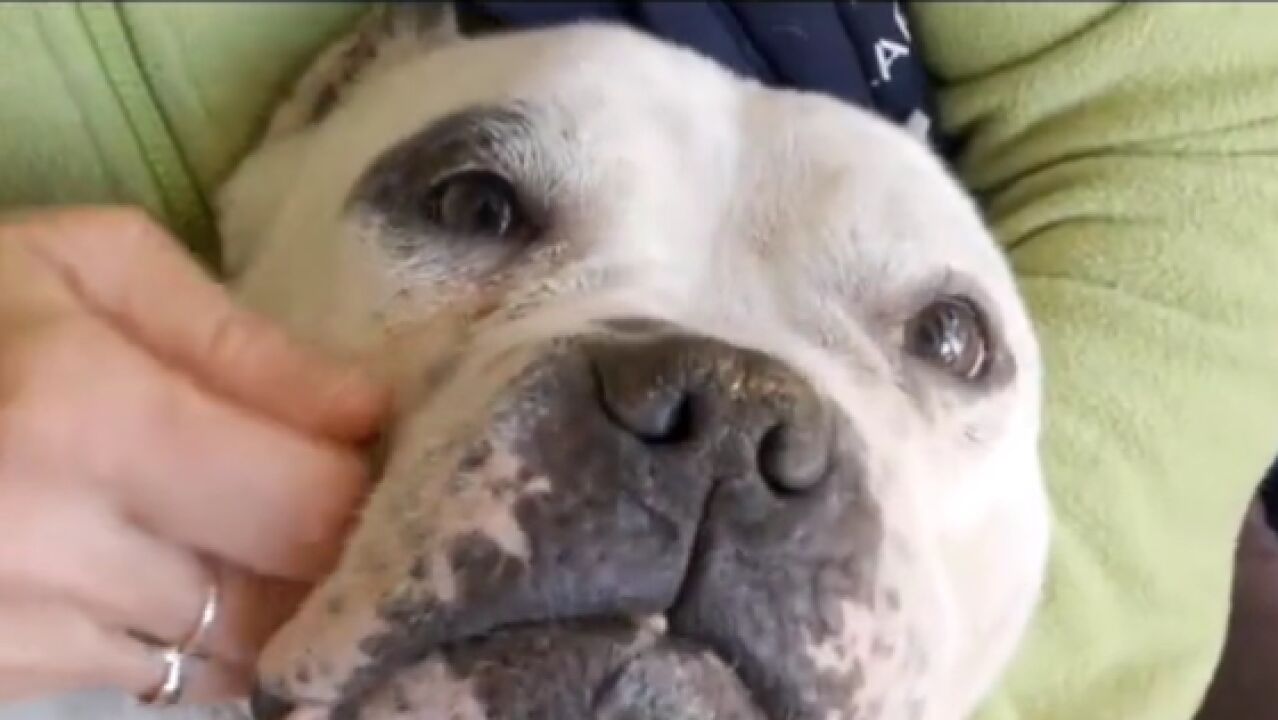 Adopta en JELO: Flor, una perra rescatada en Madrid que busca un hogar ...