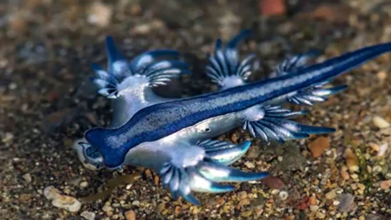 El Dragón azul reaparece en la costa después de tres siglos, ocurrió en ...