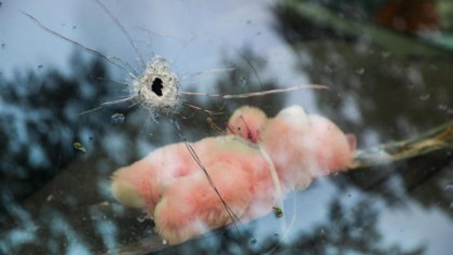 La Policía detiene a una persona por el tiroteo en Los Pajaritos | Onda ...