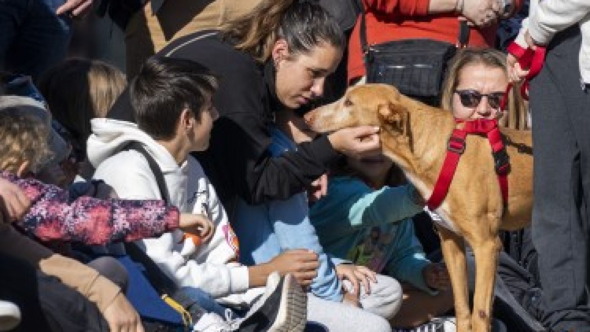 14 perros del 23º Desfile AUPA-BIOPARC tendrán una feliz Navidad en su ...