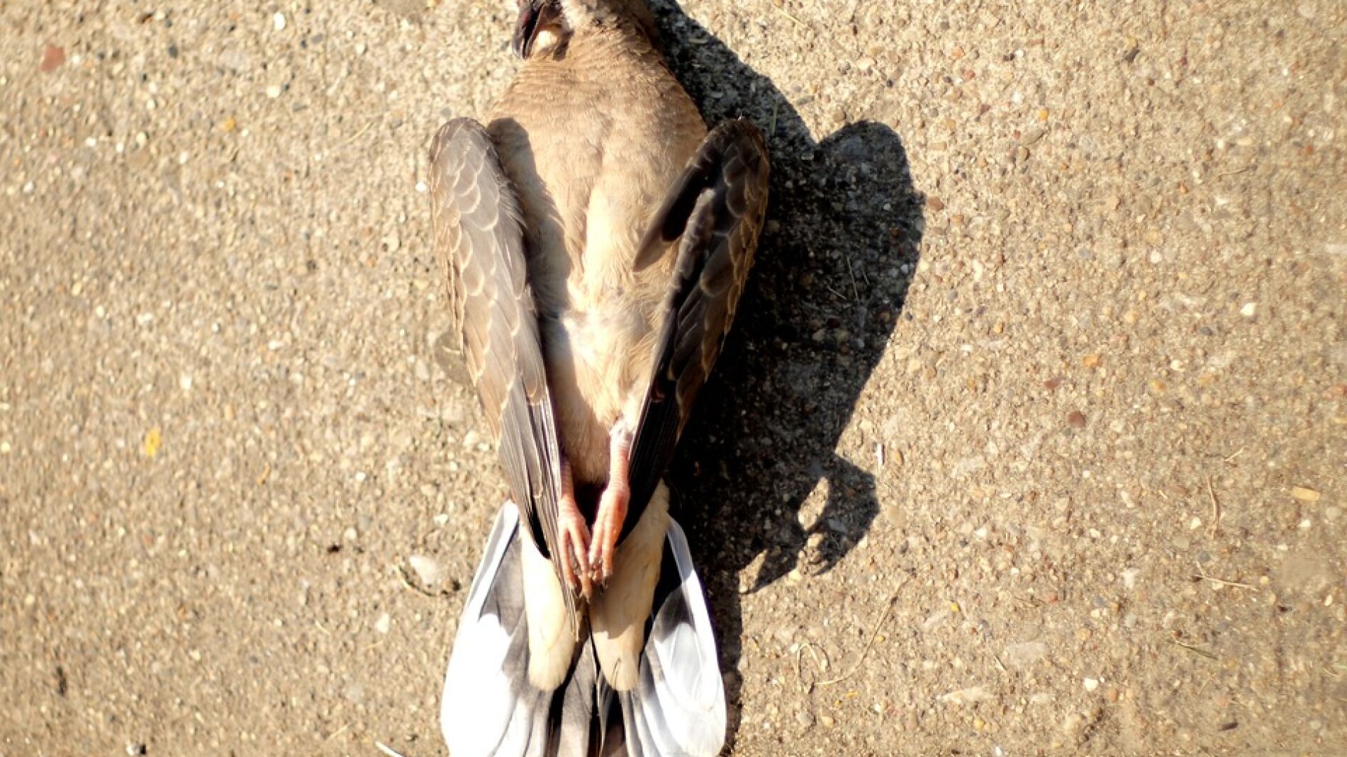 Aparecen ejemplares de palomas y pichones muertos en Murcia debido a un ...
