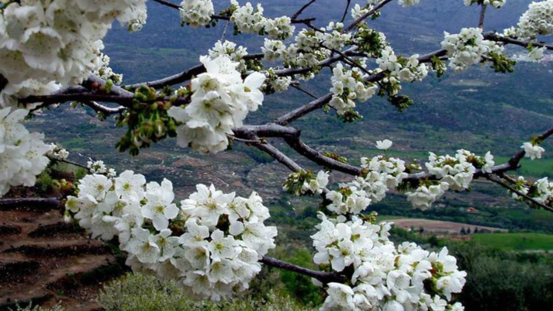 La ocupación turística llegará al 85% durante la Semana Santa | Onda ...