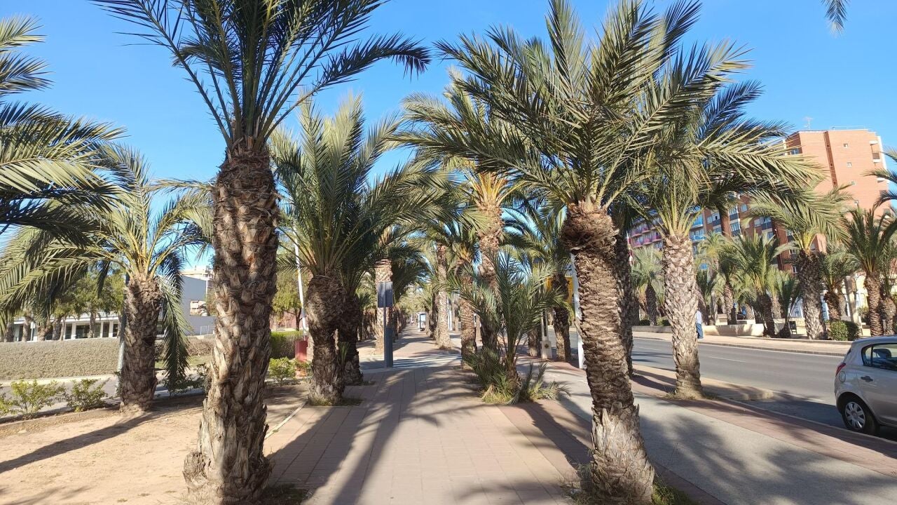 Mayo se estrena en Elche, Santa Pola y Crevillent con un fin de semana ...