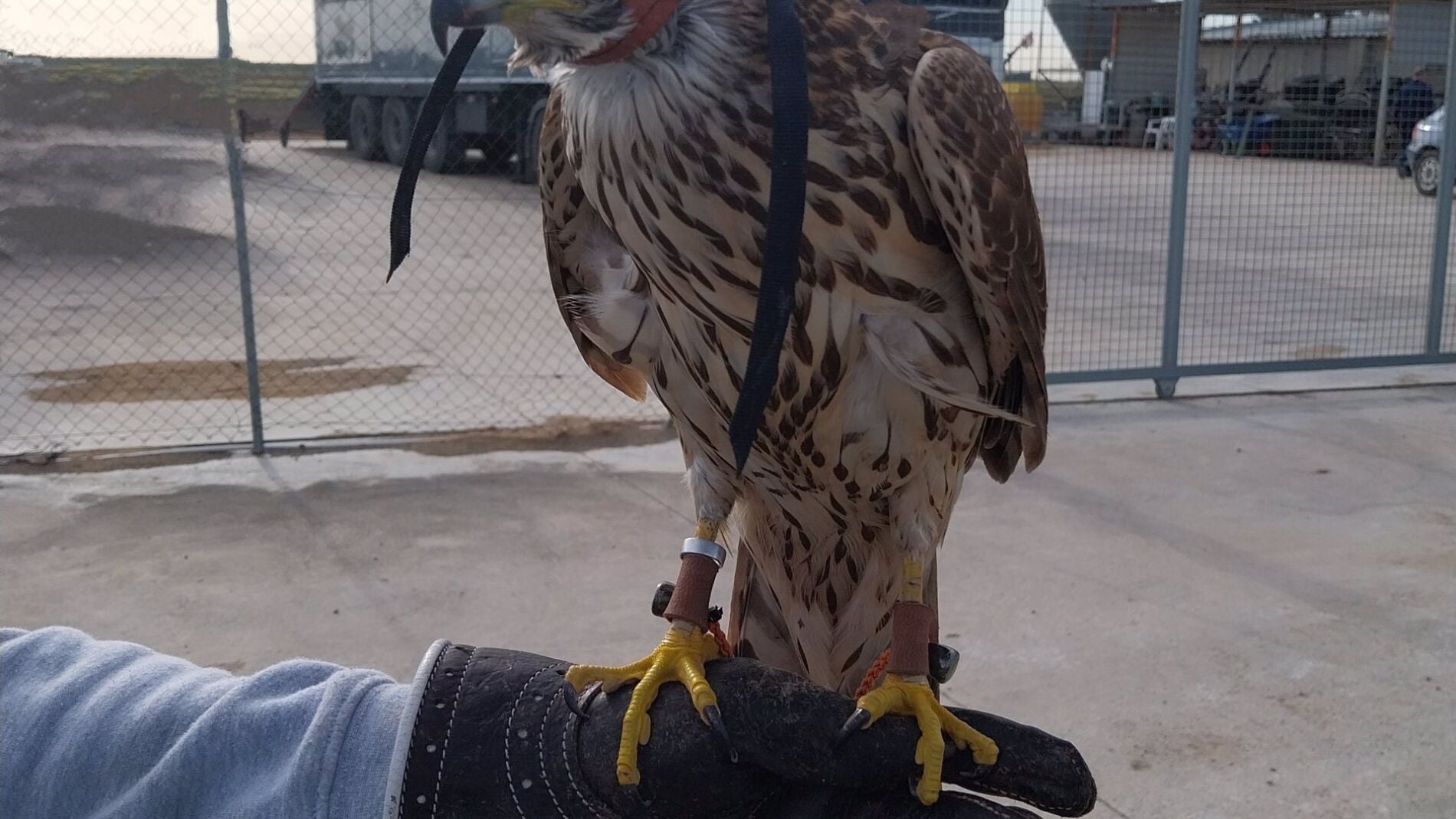 Investigado por cazar furtivamente en la Albufera con un ave rapaz sin ...