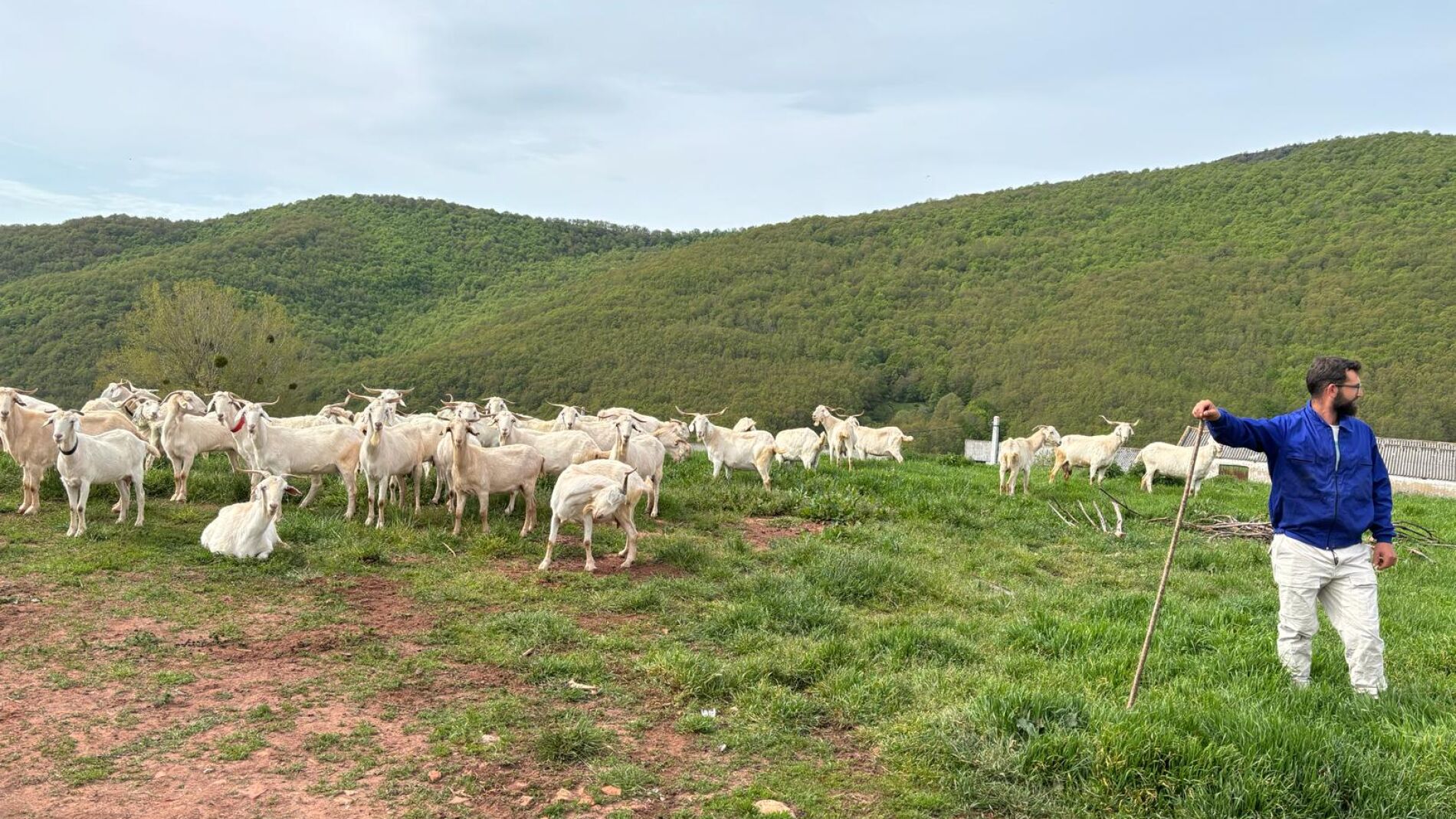 383 cabras desbrozan de modo natural y sostenible el monte con Reactiva ...