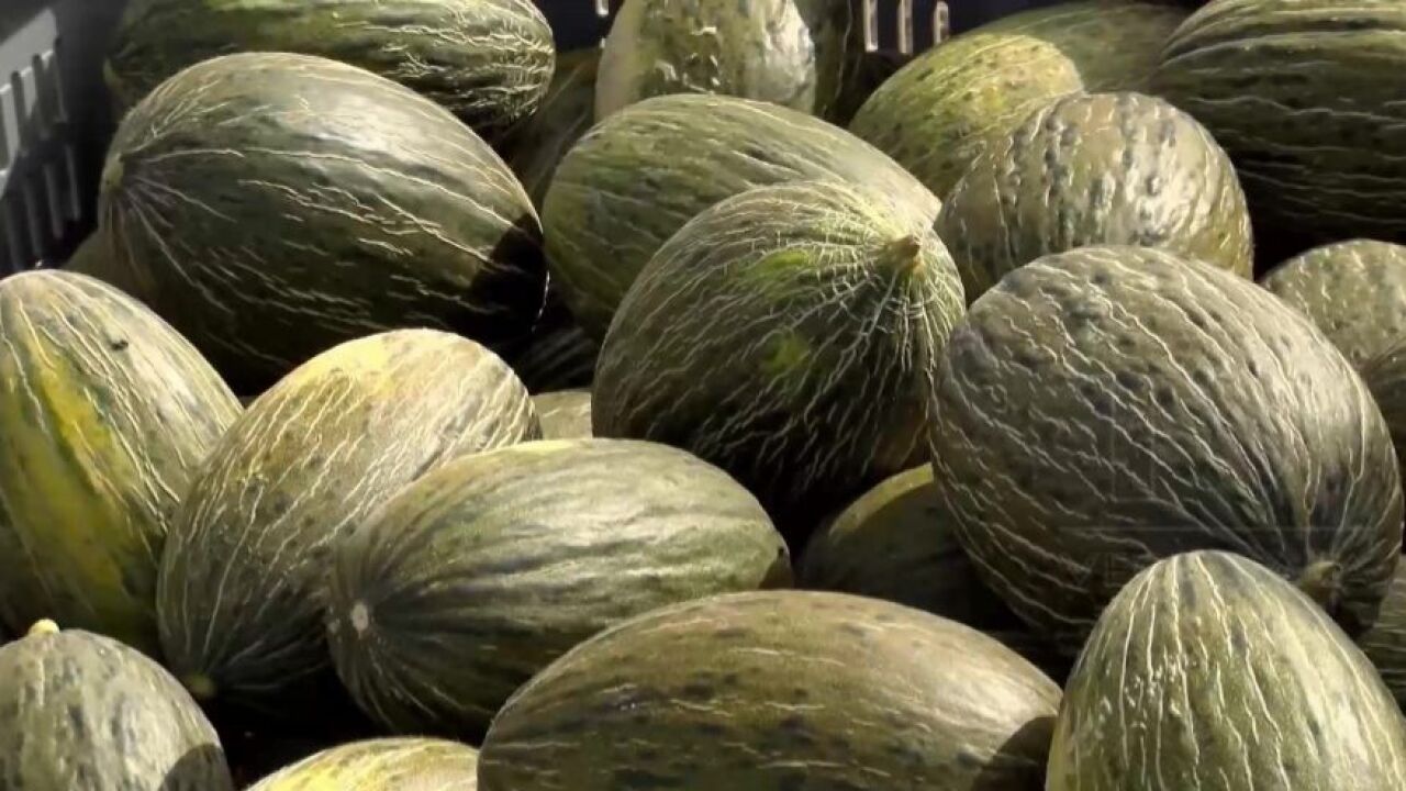 Las altas temperaturas y los hongos arruinan la campaña del melón ...