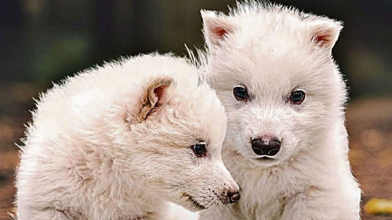 Lobo Demonio Blanco