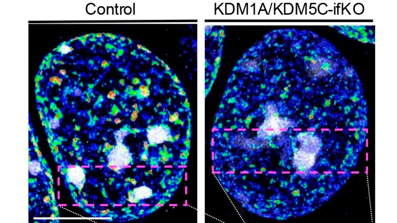 Elche: investigadores de la UMH avanzan en el entendimiento del origen ...